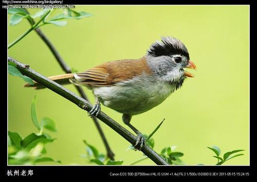 Gray-headed Parrotbill (Paradoxornis gularis) · iNaturalist