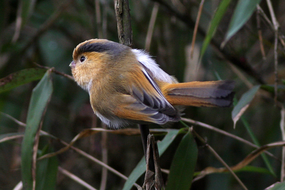 Fulvous Parrotbill (Tangjiahe Birds) · iNaturalist