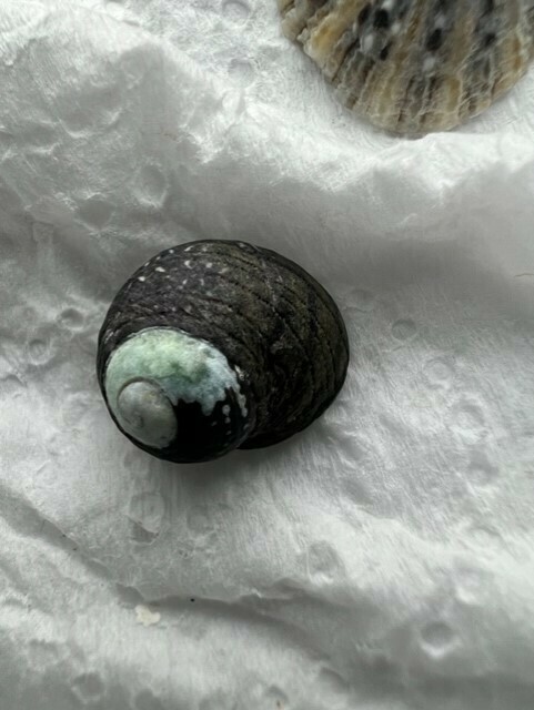 Spotted Top Snail from Northland, New Zealand on April 5, 2023 at 11:29 ...