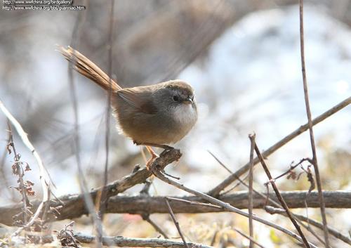 Rufous-tailed Babbler (Chrysomma poecilotis) · iNaturalist