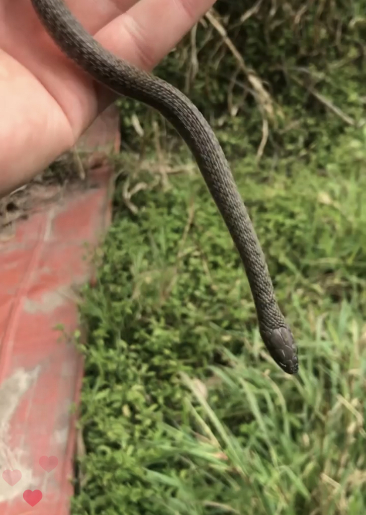 Common keelback from Brisbane QLD, Australia on September 14, 2022 at ...