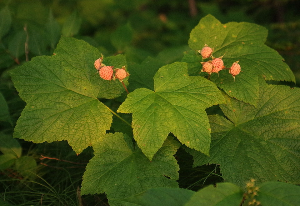 thimbleberry (Native and Naturalized-but-not-Invasive Understory ...