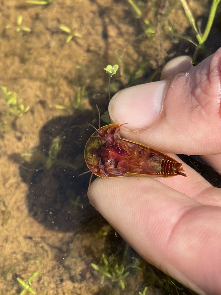 Vernal Pool Tadpole Shrimp in April 2023 by Alex Binck. ??? Totally ...