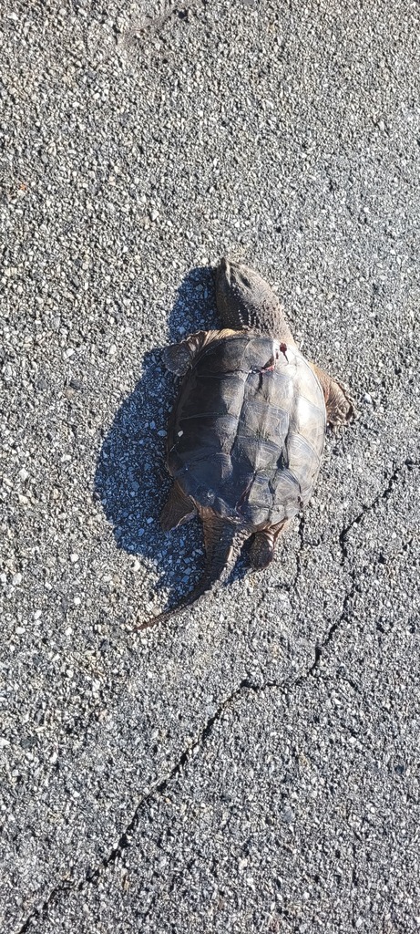 Common Snapping Turtle from Howard, Maryland, United States on April 16 ...