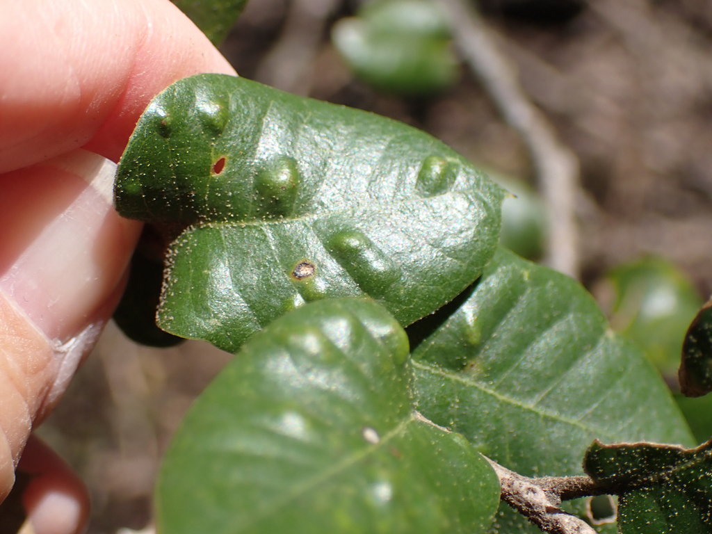 Live Oak Erineum Mite from Santa Cruz County, CA, USA on April 16, 2023 ...