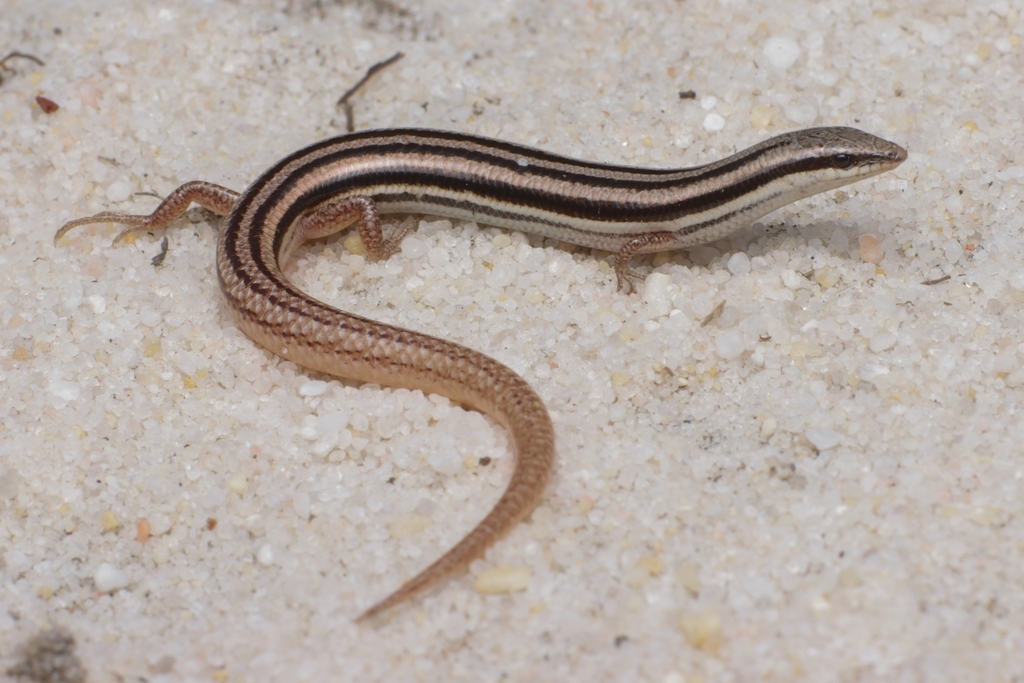 Bold-striped Slider in April 2023 by Danny Melville · iNaturalist