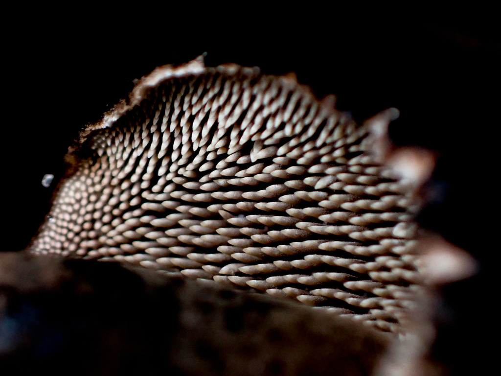 Neosarcodon from Grand Canyon Walking Track, Blackheath NSW, Australia ...