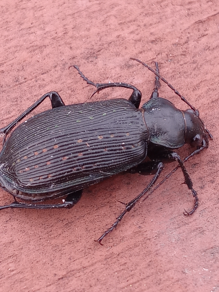 Black Caterpillar Hunter from Westfield, Baltimore, MD, USA on April 16 ...