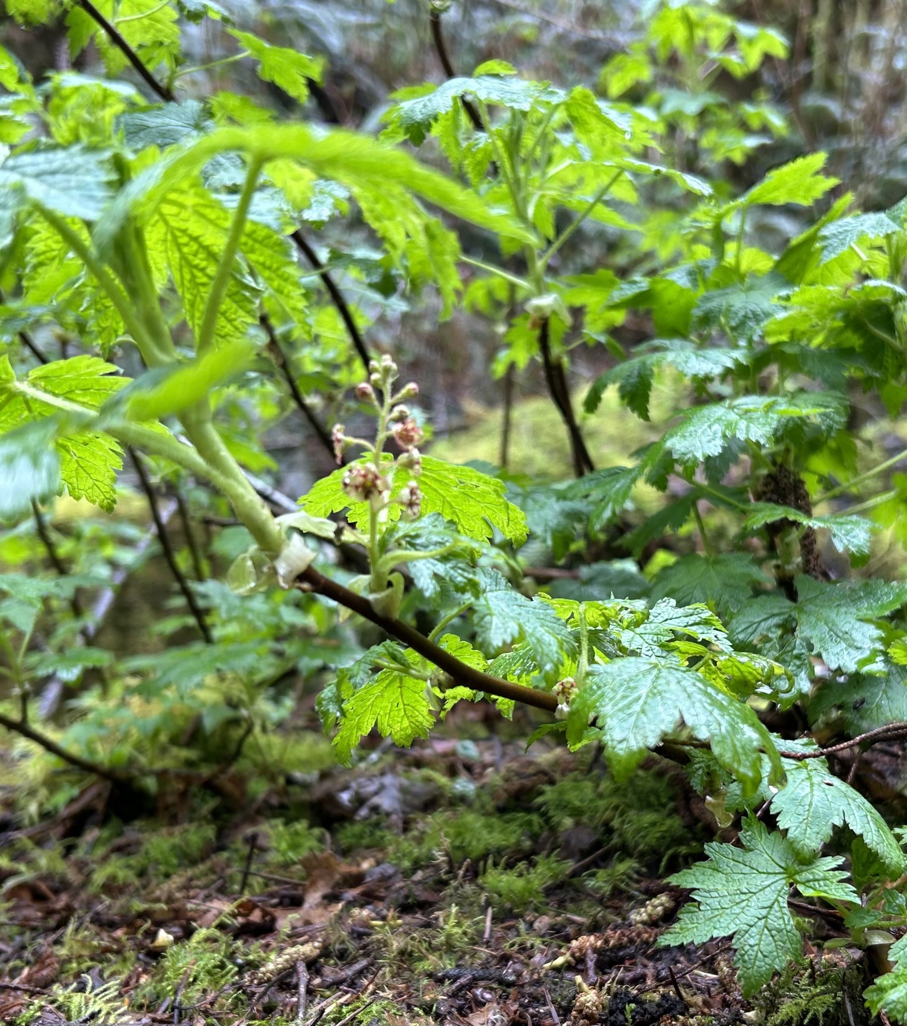 Ribes laxiflorum Pursh