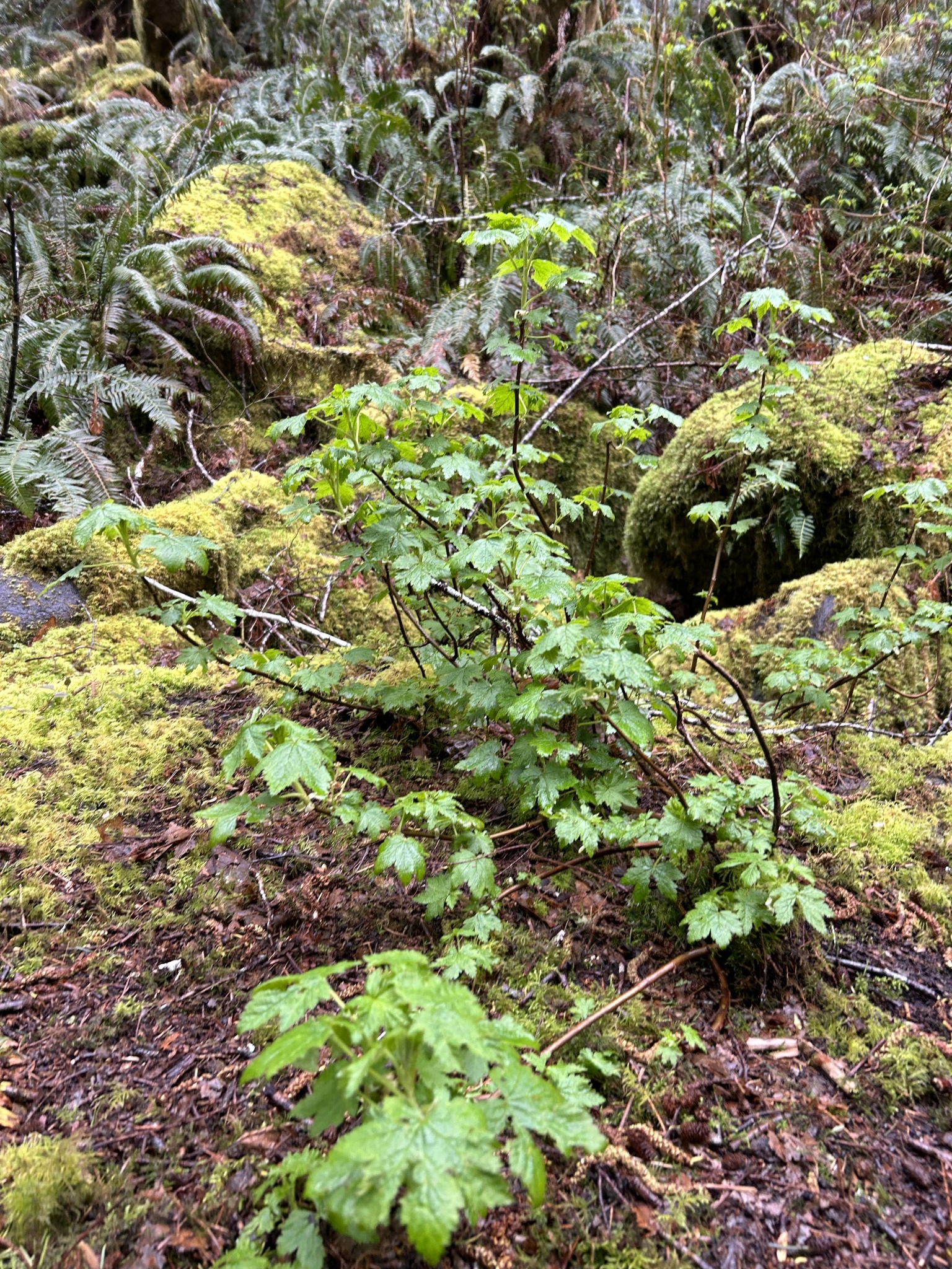 Ribes laxiflorum Pursh