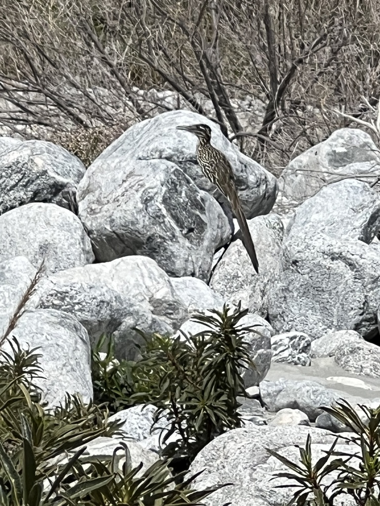 Greater Roadrunner from Sand to Snow National Monument, Whitewater, CA ...