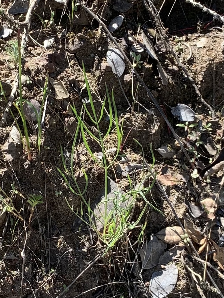 Kellogg's yampah (Perideridia kelloggii) - Botanical Realm