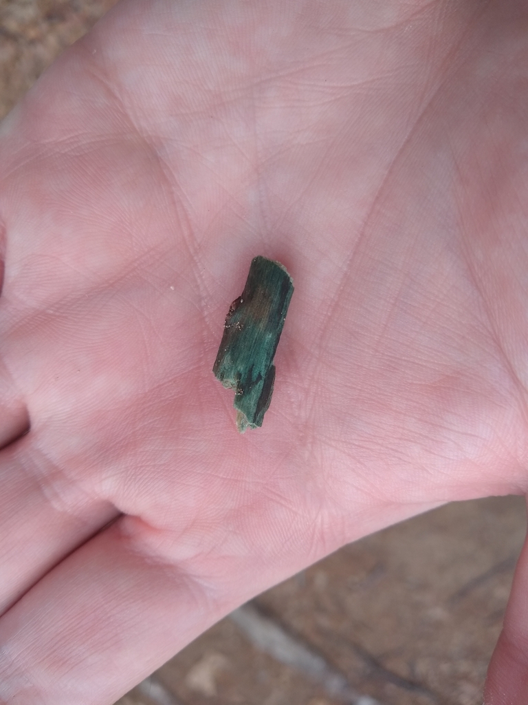 Chlorociboria from Windsor, CT 06095, USA on April 16, 2023 at 03:56 PM ...