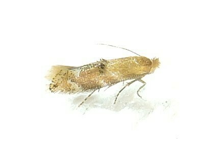 Crowned Bucculatrix Moth in April 2023 by privatenoaccess · iNaturalist