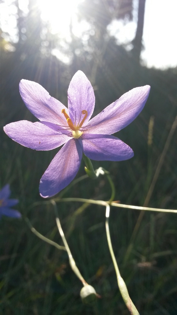 celestial lily in September 2018 by Jillian Conley · iNaturalist