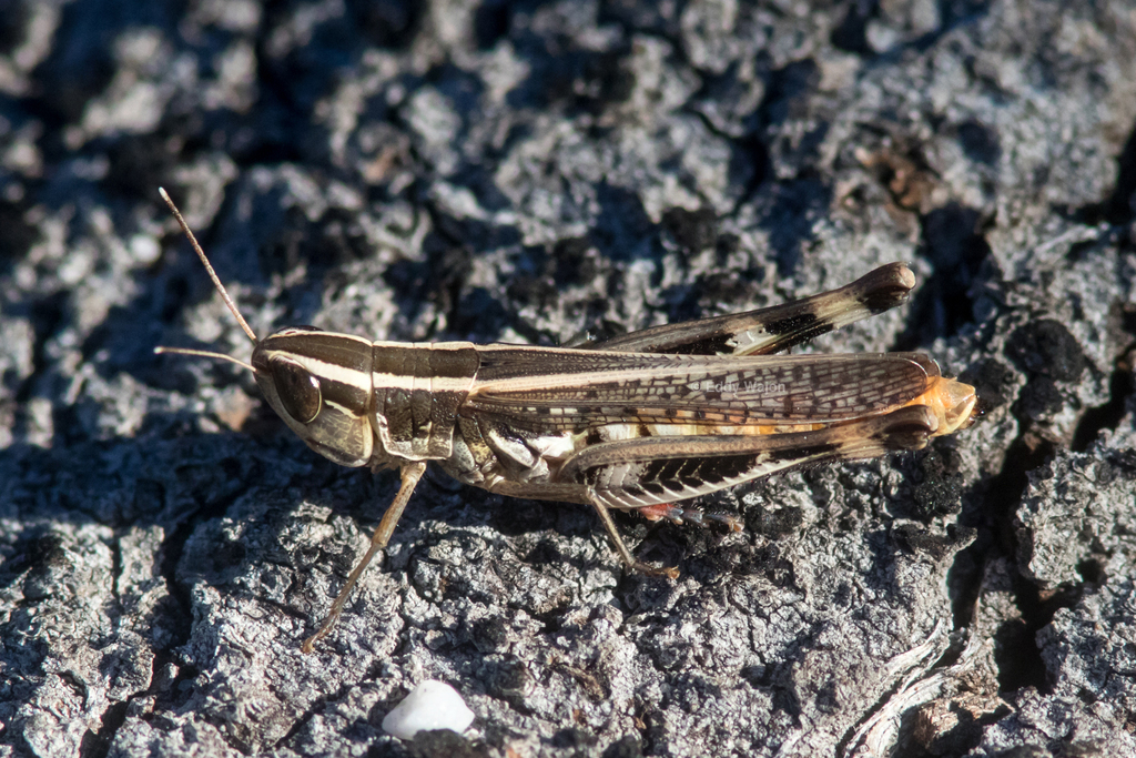 Catantopini from 1272 Chinninup Rd, Tenterden WA 6322, Australia on ...