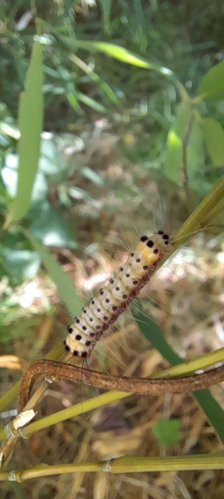 Bamboo Moth from Raglan on April 17, 2023 at 11:30 AM by alizeebrl ...