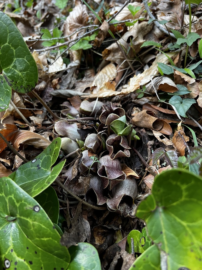 largeflower heartleaf in April 2023 by Aster Ayer. Huge flowers ...