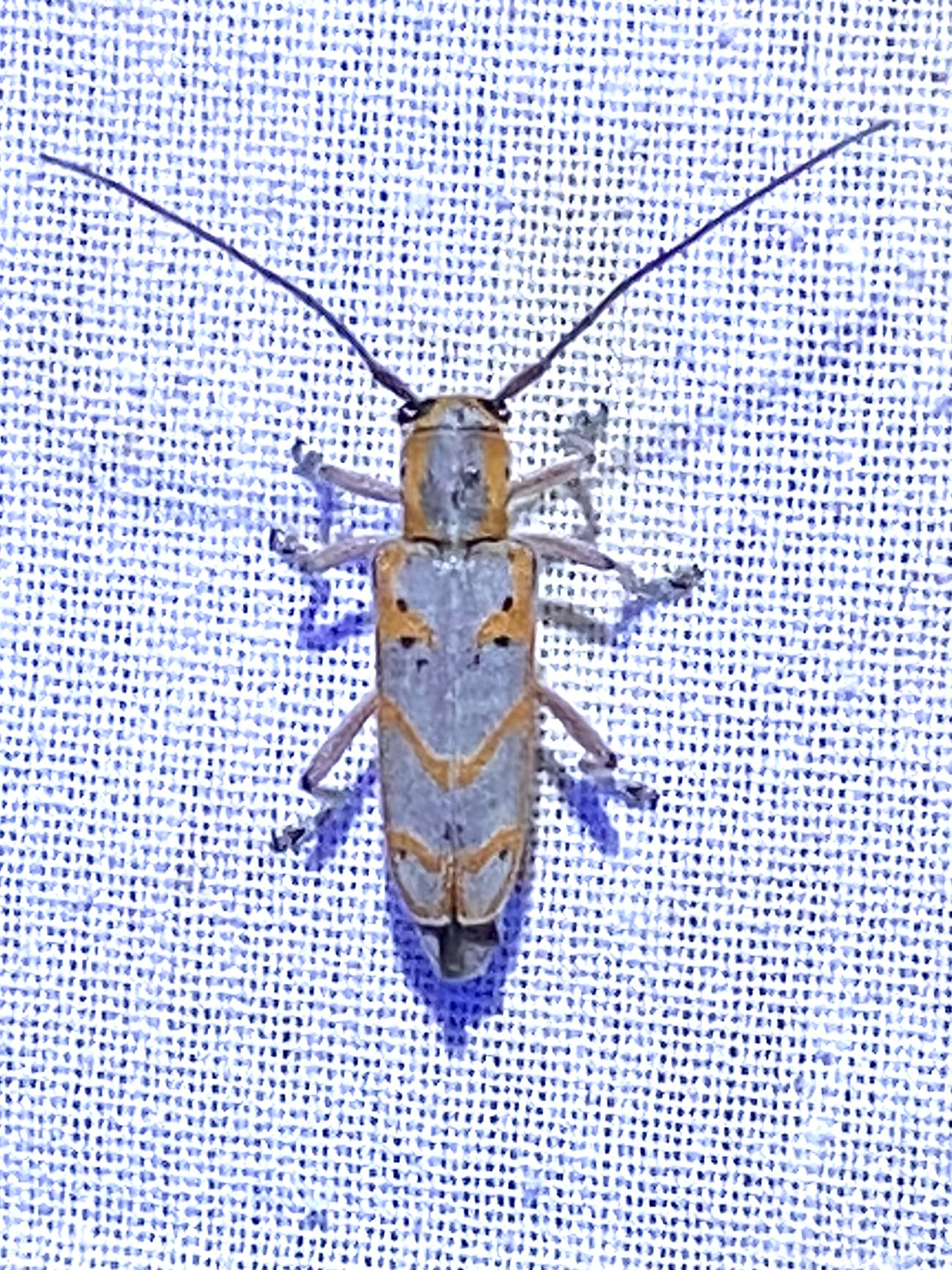 Saperda tridentata Olivier, 1795