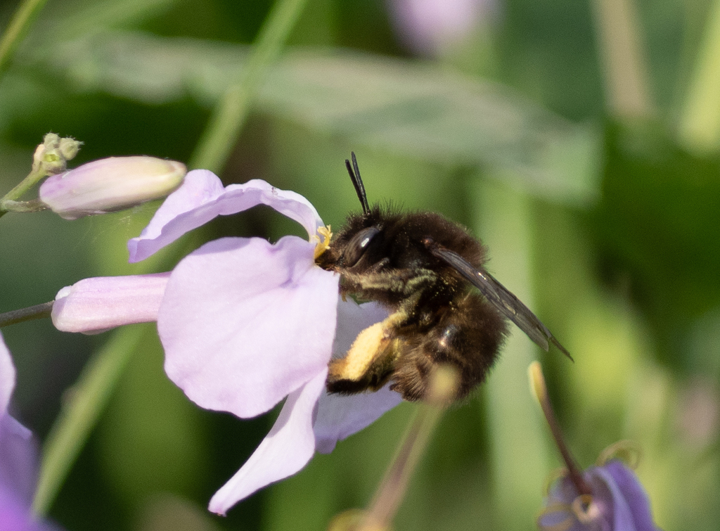 Asian Shaggy Digger Bee from 中国北京市海淀区 on April 16, 2023 at 05:01 PM by ...