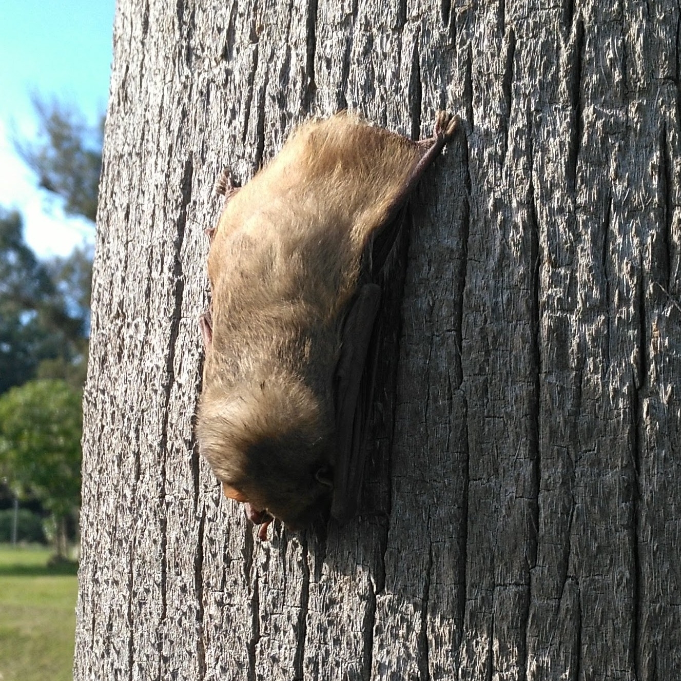 Lasiurus ega (Gervais, 1856)