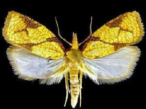 Reticulated Fruitworm Moth (Moths and Butterflies of North Carolina ...