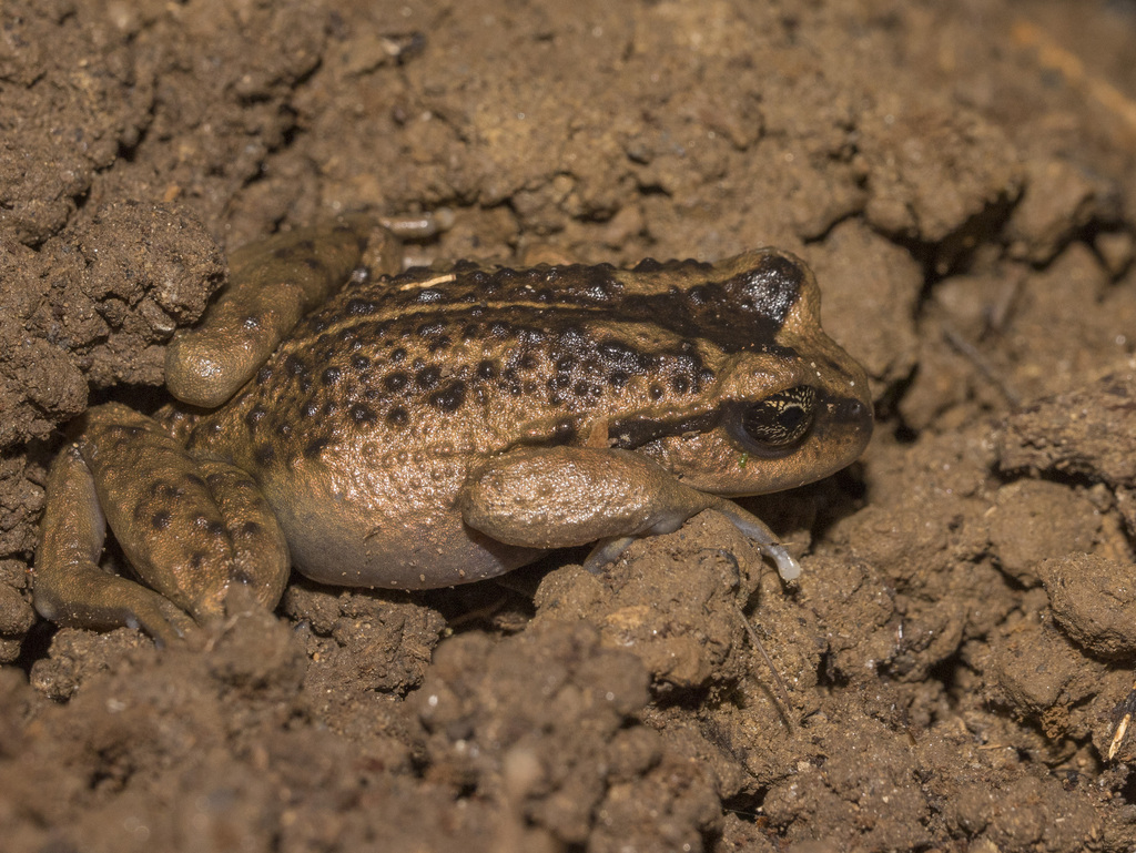 Valdivia Spiny-chest Frog in April 2023 by Pablo Silva · iNaturalist