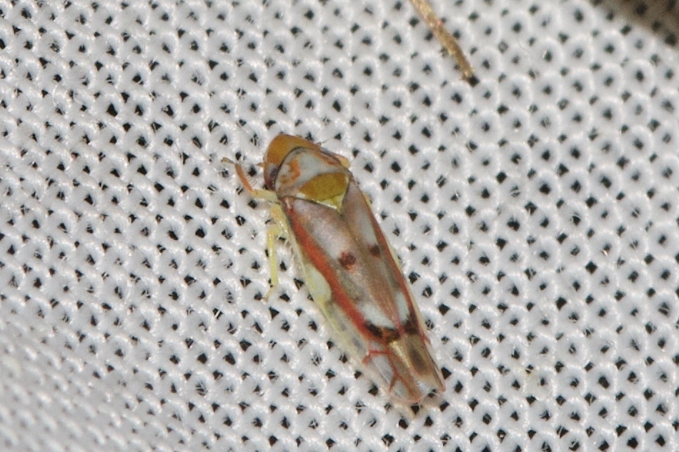 Planthoppers from Woods Bushland Reserve, Tuerong VIC 3915, Australia ...
