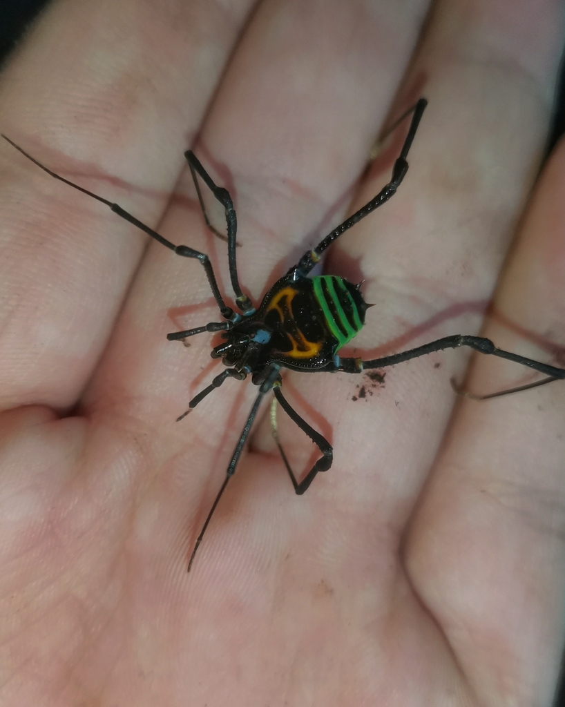 Sadocus polyacanthus from Salto de la Princesa on April 15, 2023 at 11: ...