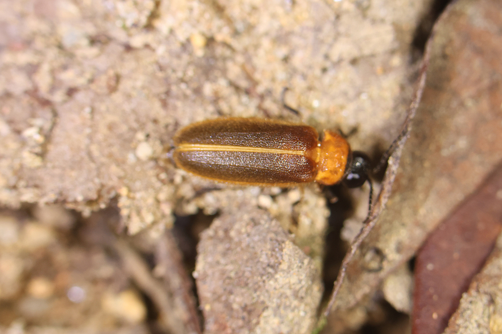 Aquatica leii from 香港大埔滘 on April 15, 2023 at 09:14 PM by Circle Fong · iNaturalist