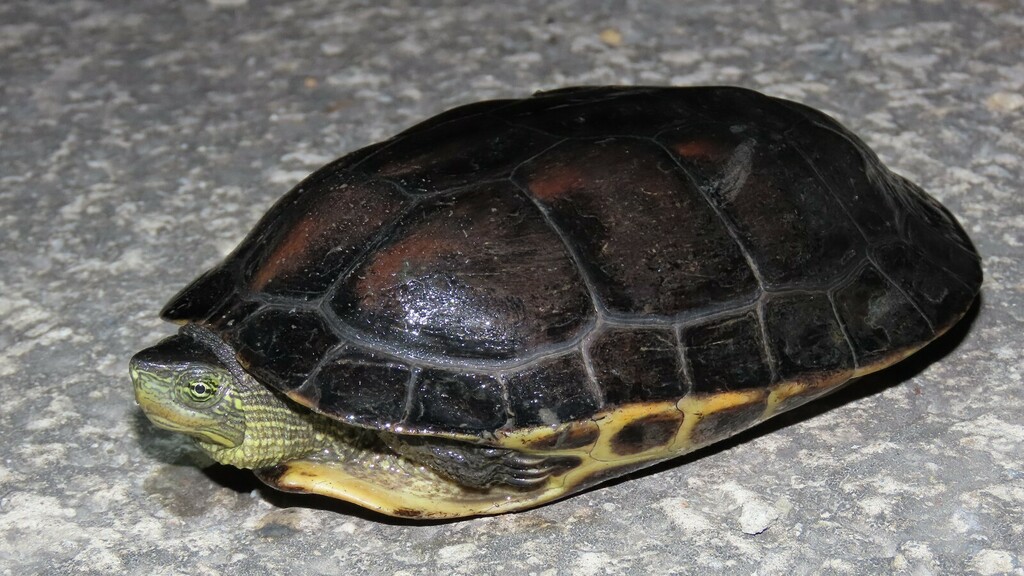 Common thread turtle from 台灣台中市 on September 26, 2022 at 07:05 PM by ...