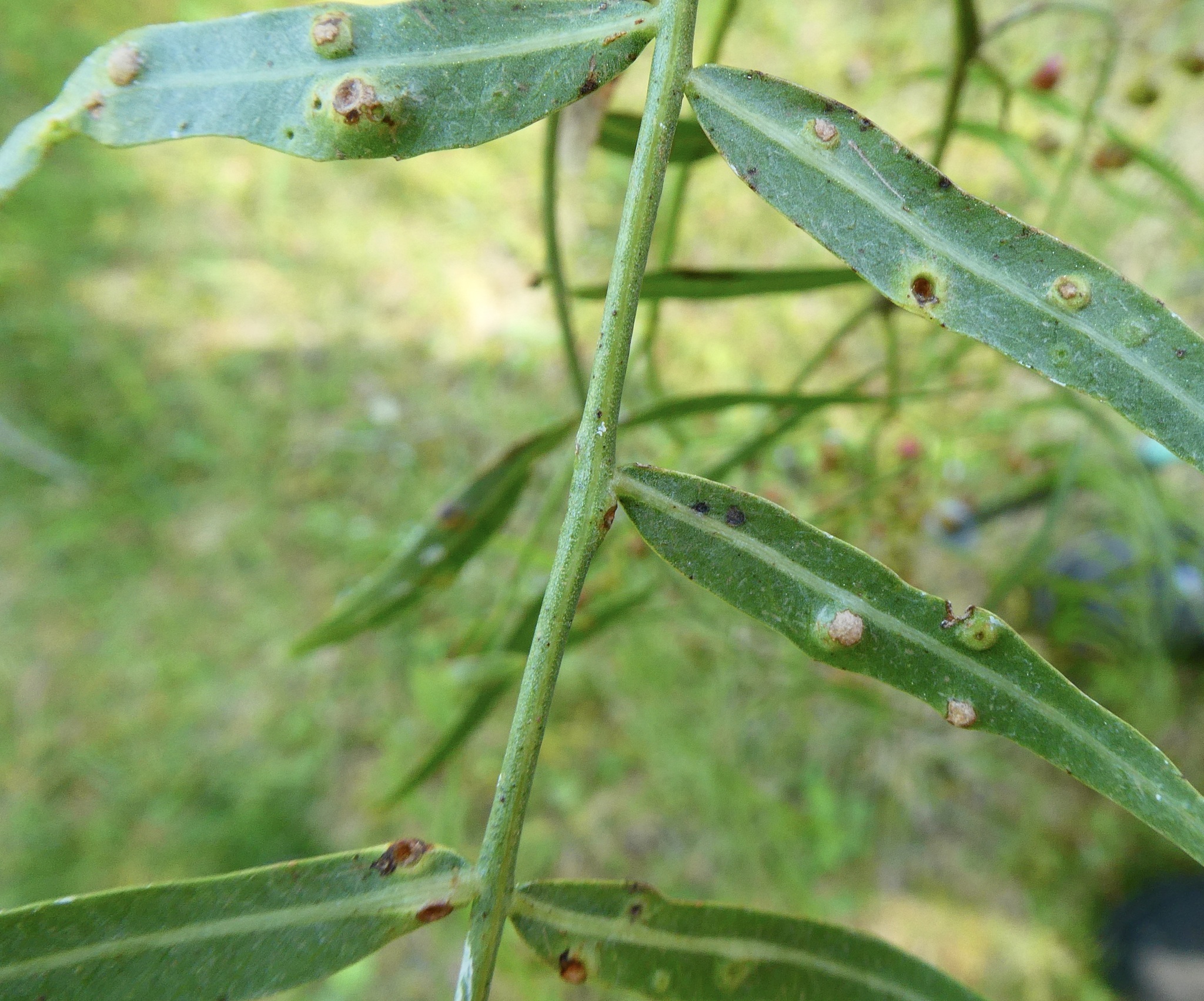 Calophyidae
