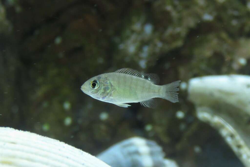 Coptodon in April 2023 by Squidpastry · iNaturalist