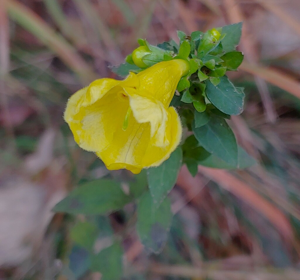 downy yellow false foxglove from Dekalb County, GA, USA on November 11 ...