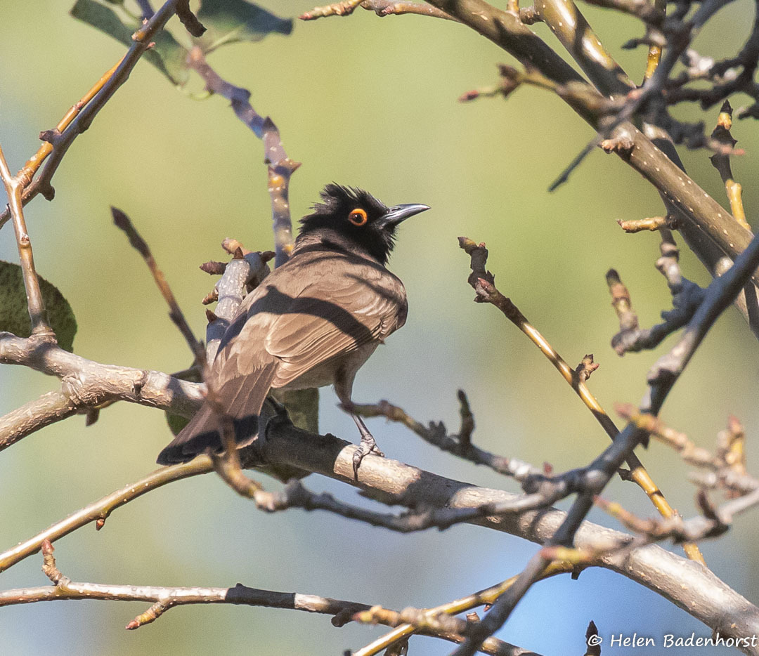 Pycnonotus nigricans (Vieillot, 1818)
