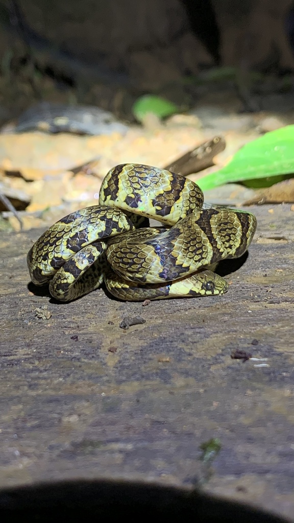 Atractus arangoi from Orito, Orito, Putumayo, CO on April 16, 2023 at ...