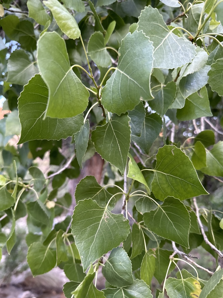Fremont Cottonwood (Populus fremontii) - Botanical Realm