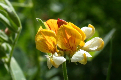 Lotus oblongifolius · NaturaLista Colombia