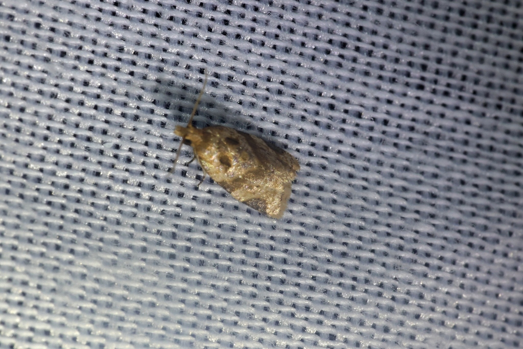 Diplocalyptis from Tai Po on April 15, 2023 at 09:29 PM by sk2 ...