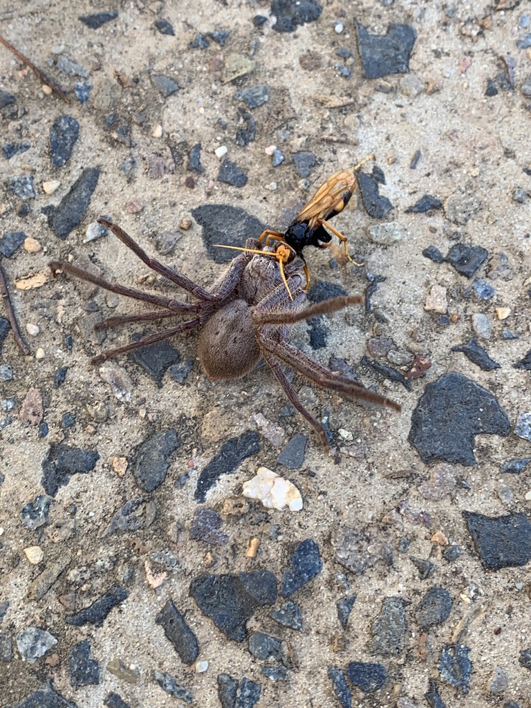 Golden Spider Wasp from Clio St, Sutherland, NSW, AU on April 15, 2023 ...