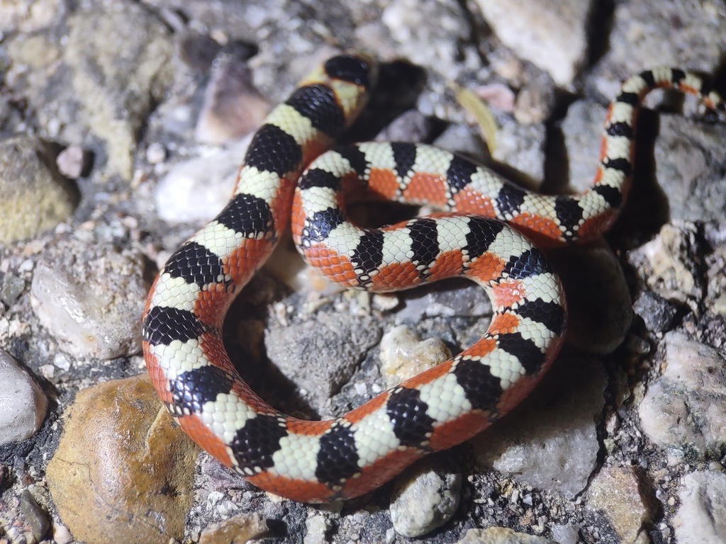 Thornscrub Hook-nosed Snake in April 2023 by Tyler B. I am become king ...