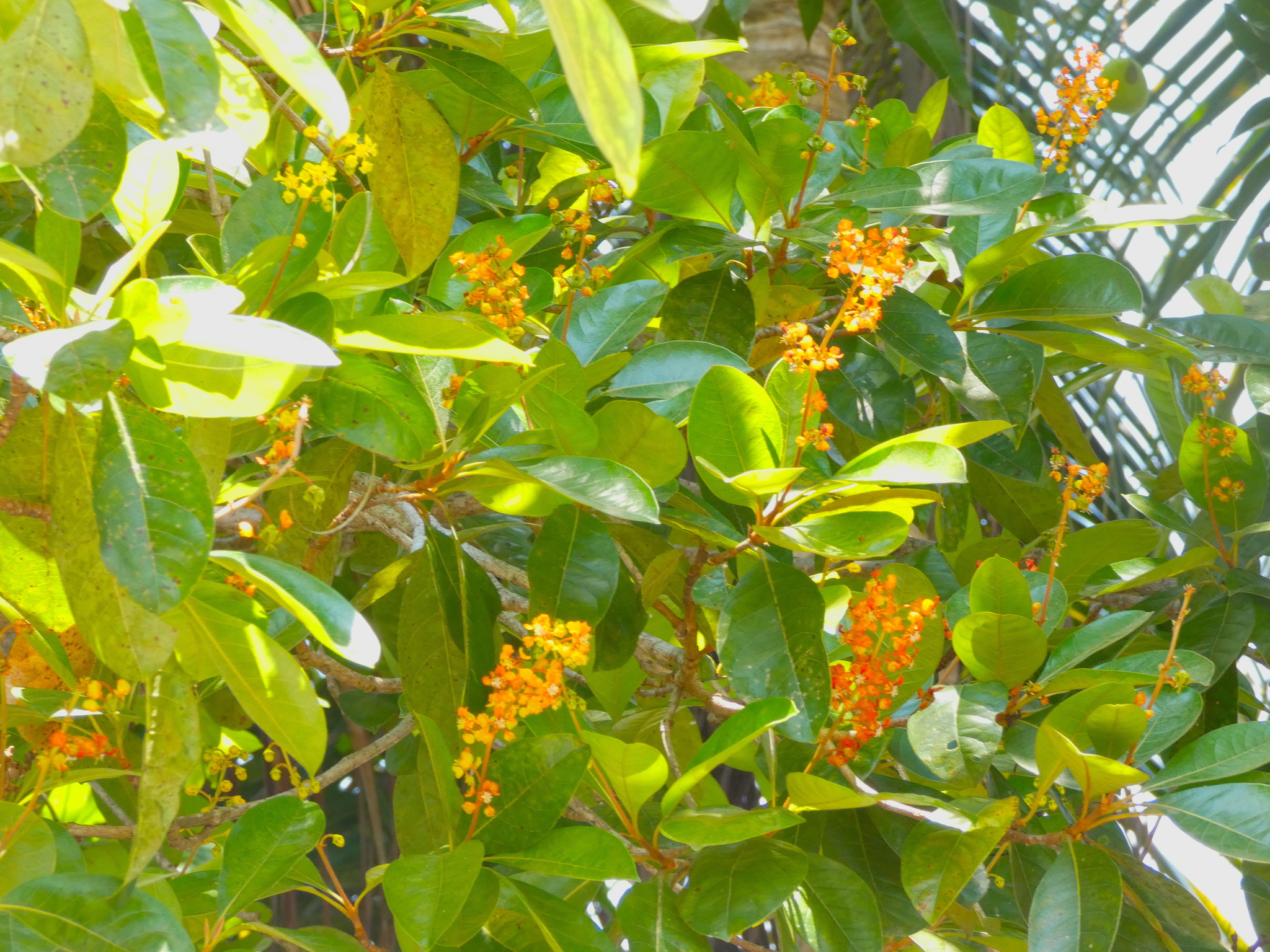 Byrsonima crassifolia (L.) Kunth