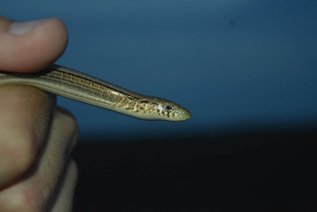 Western Slender Glass Lizard in April 2023 by Chris Bentley. 11 live ...