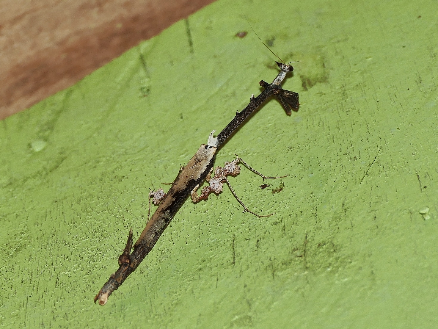 Paratoxodera cornicollis Wood-Mason, 1889