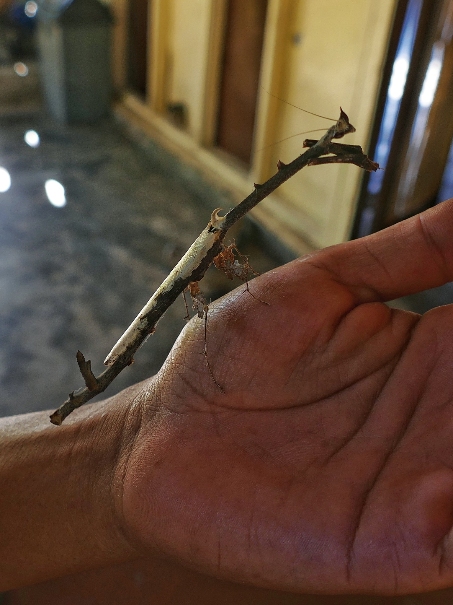 Paratoxodera cornicollis Wood-Mason, 1889