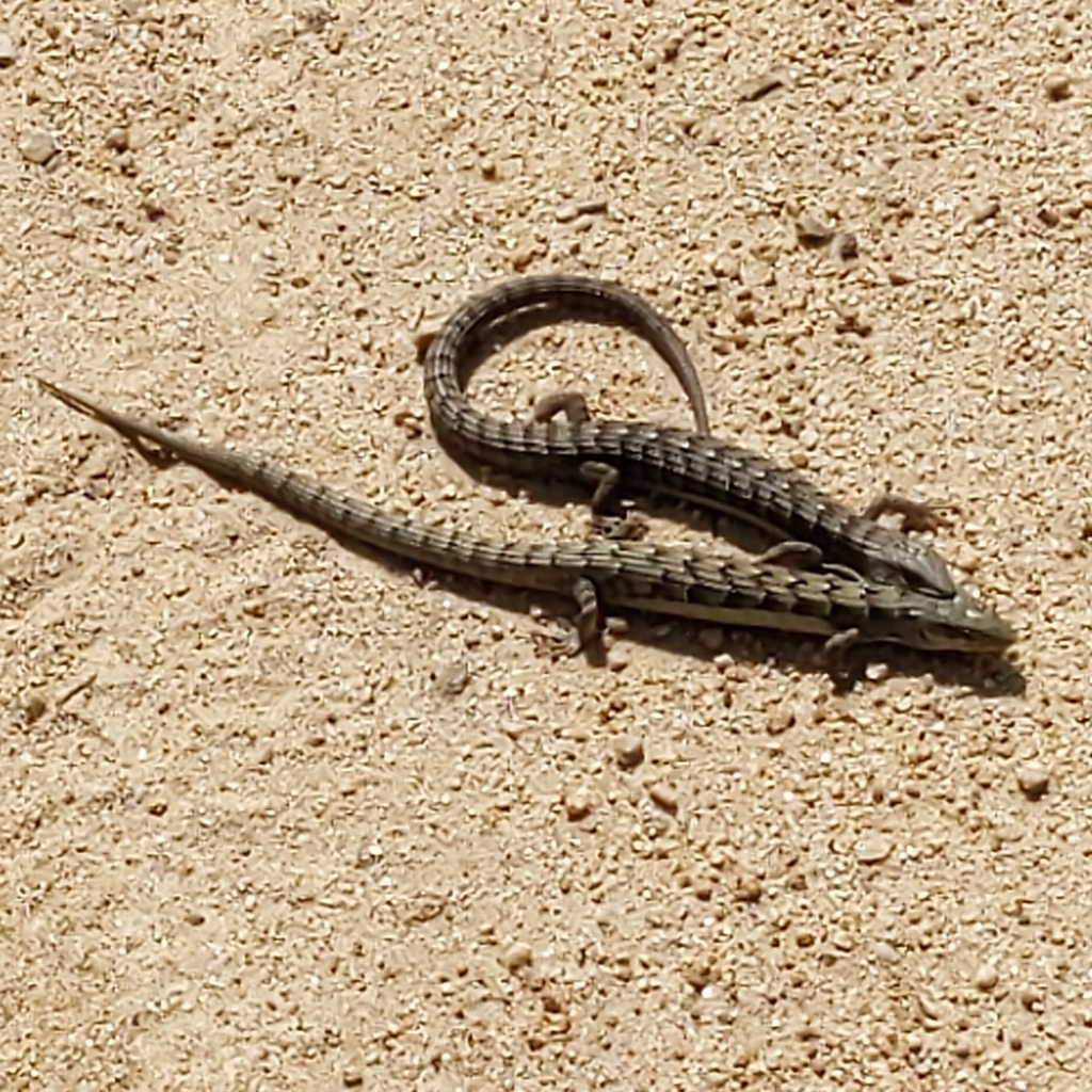 San Diego Alligator Lizard from Orange County, US-CA, US on April 16 ...