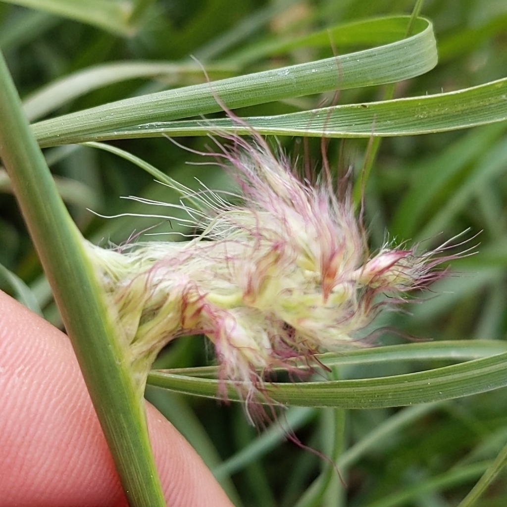 buffelgrass from Lake Forest, CA, USA on April 16, 2023 at 05:12 PM by ...