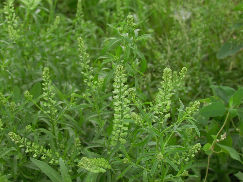 Common pepperweed (Plants of Vega State Park) · iNaturalist