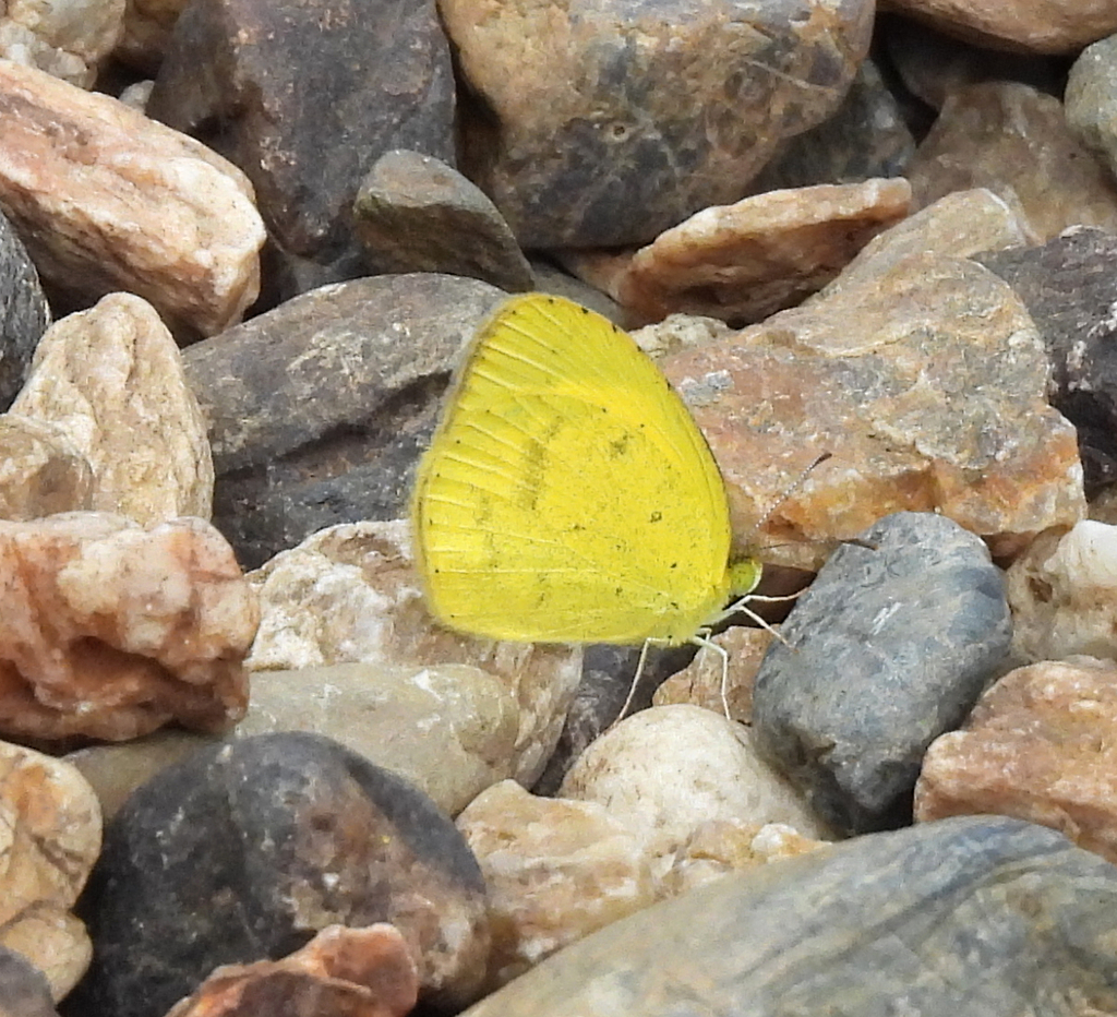 Small Grass-yellow from Eatons Crossing, Brisbane QLD, Australia on ...