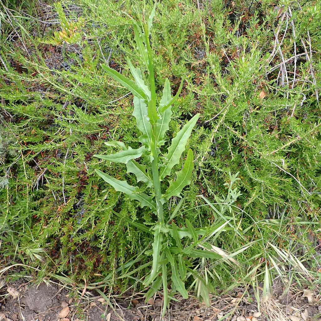 San Diego Wild Cabbage from Lake Forest, CA, USA on April 16, 2023 at ...